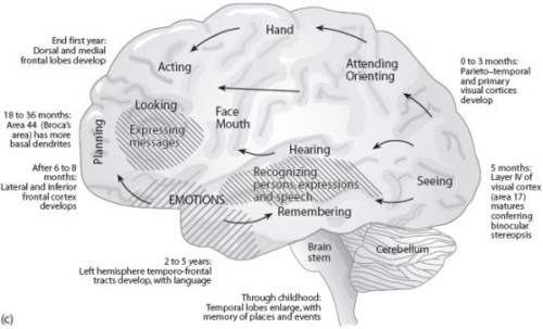 brain development | Evolutionary Parenting | Where History And Science ...