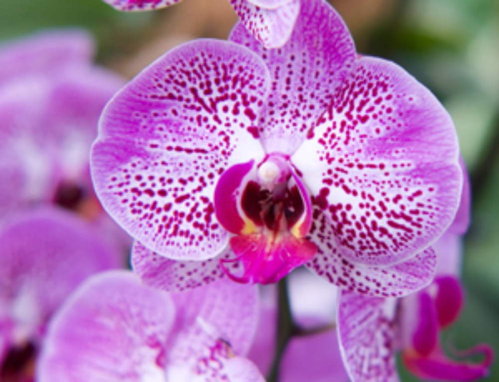 Understanding the Orchid Child | Evolutionary Parenting | Where History ...